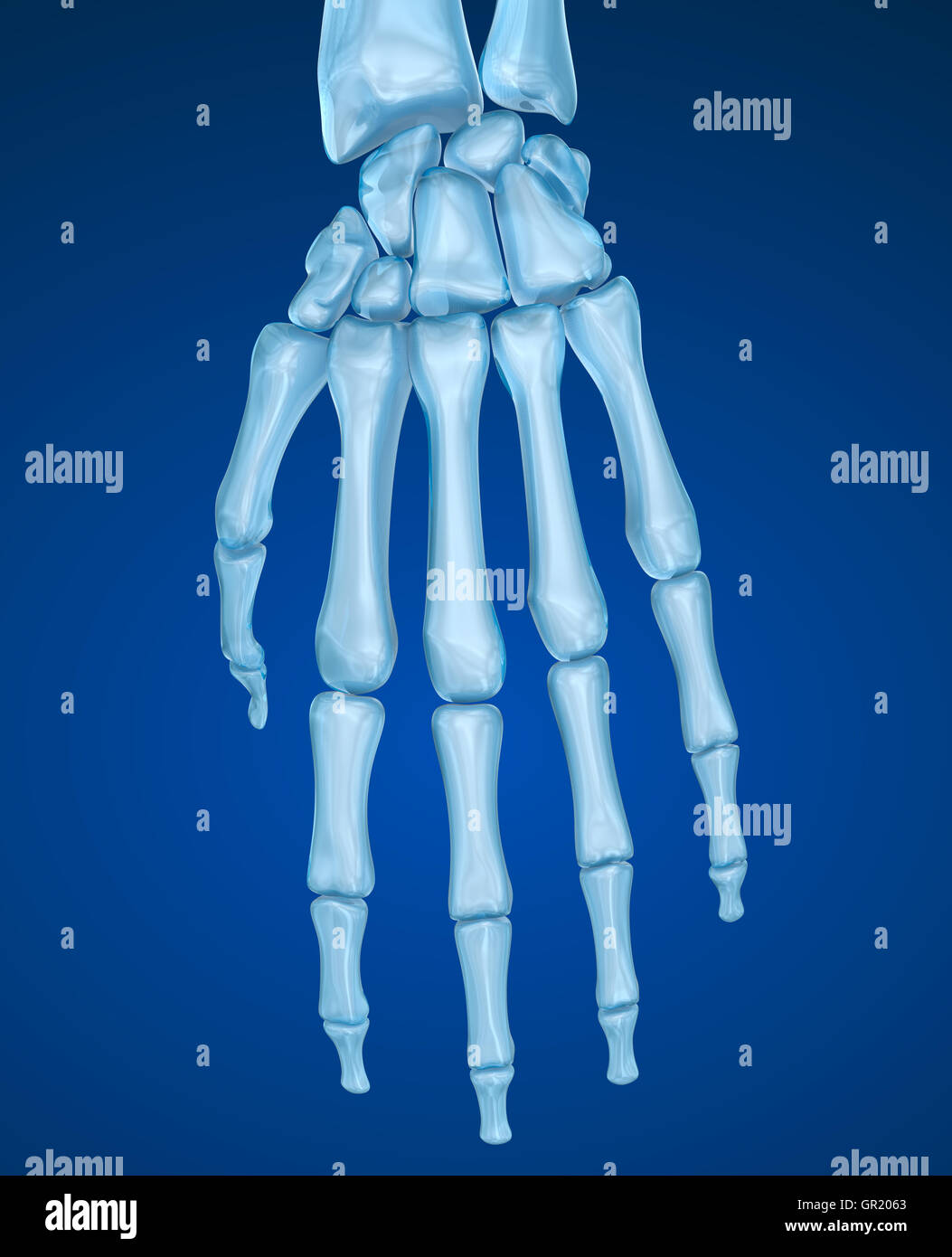 Human body x ray artwork hi-res stock photography and images - Alamy