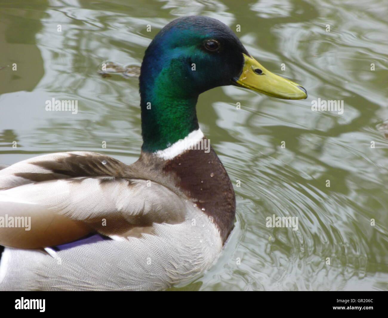 Close up duck Stock Photo - Alamy