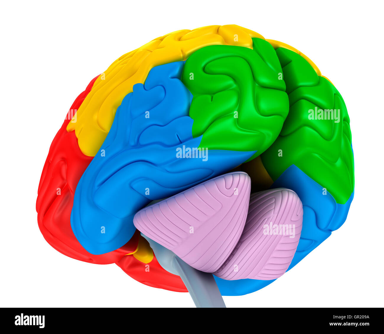 Cognitive science in human brain High Resolution Stock Photography and ...