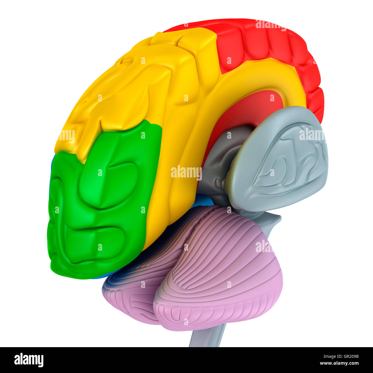 Frontal lobes hi-res stock photography and images - Alamy