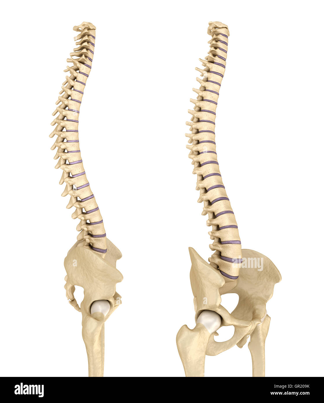 Spinal cord and pelvis . Medical accurate 3D illustration Stock Photo ...