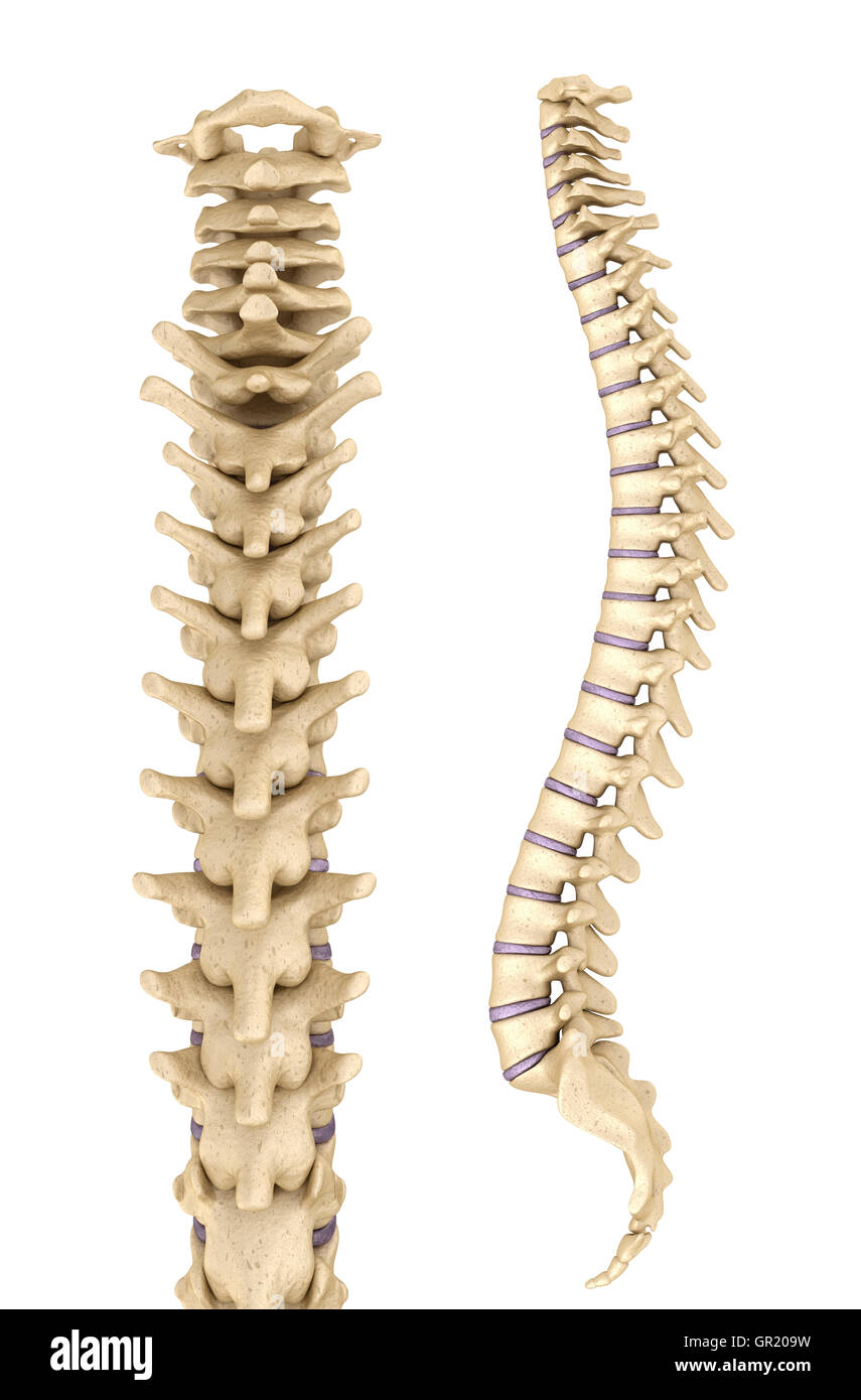 Drawing anatomy sacrum hi-res stock photography and images - Alamy
