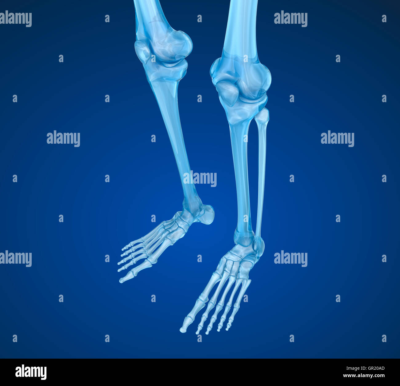 Human skeleton: Knee joint . Medically accurate 3D illustration Stock ...