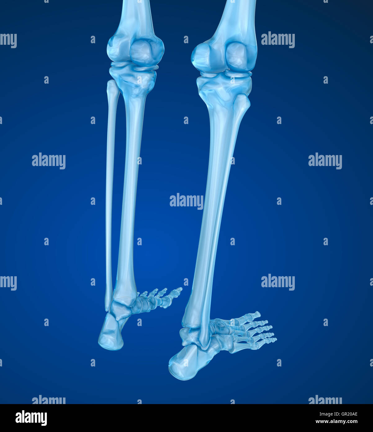Human skeleton: Knee joint . Medically accurate 3D illustration Stock ...