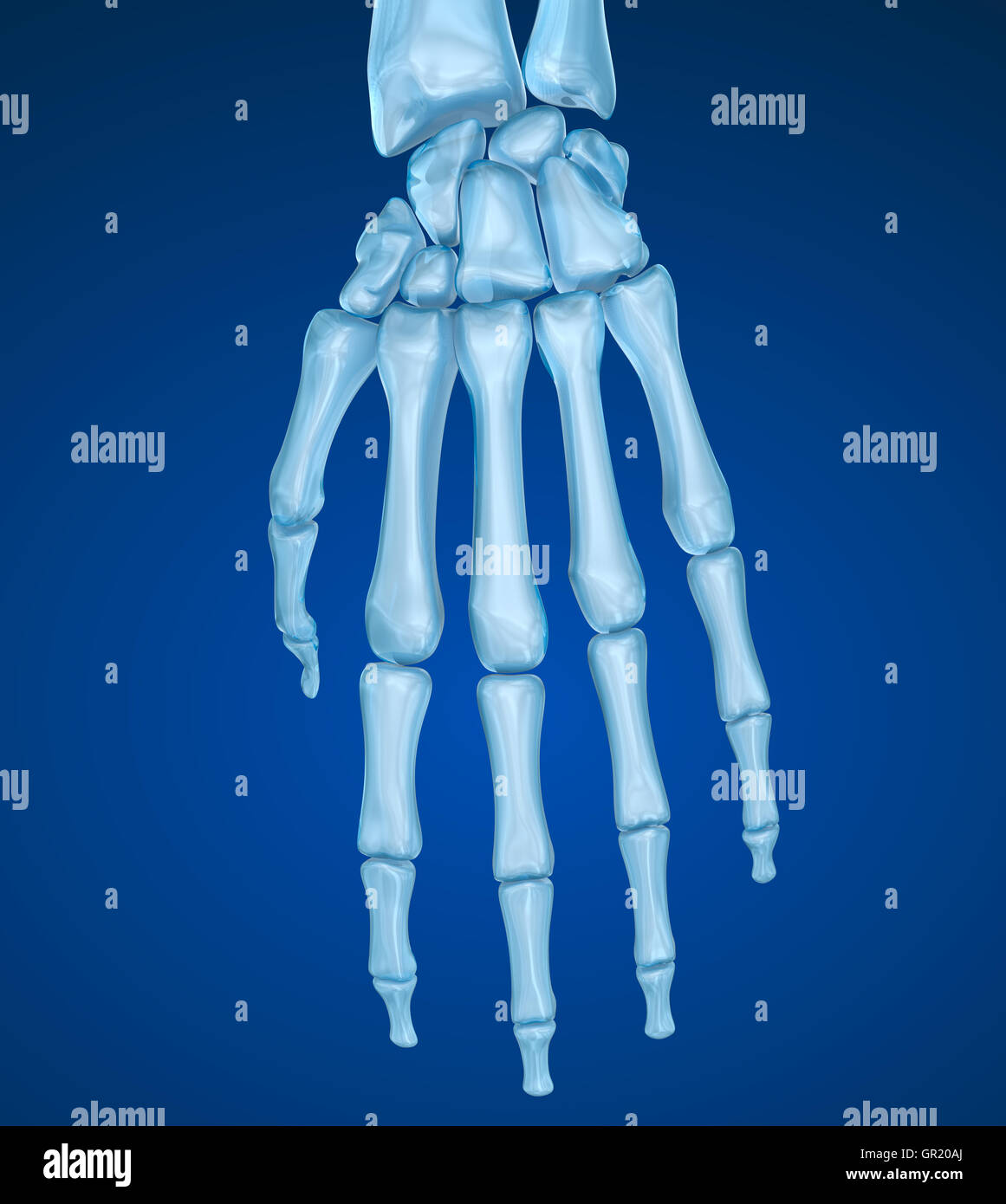 Human wrist anatomy. Medically accurate 3D illustration Stock Photo - Alamy