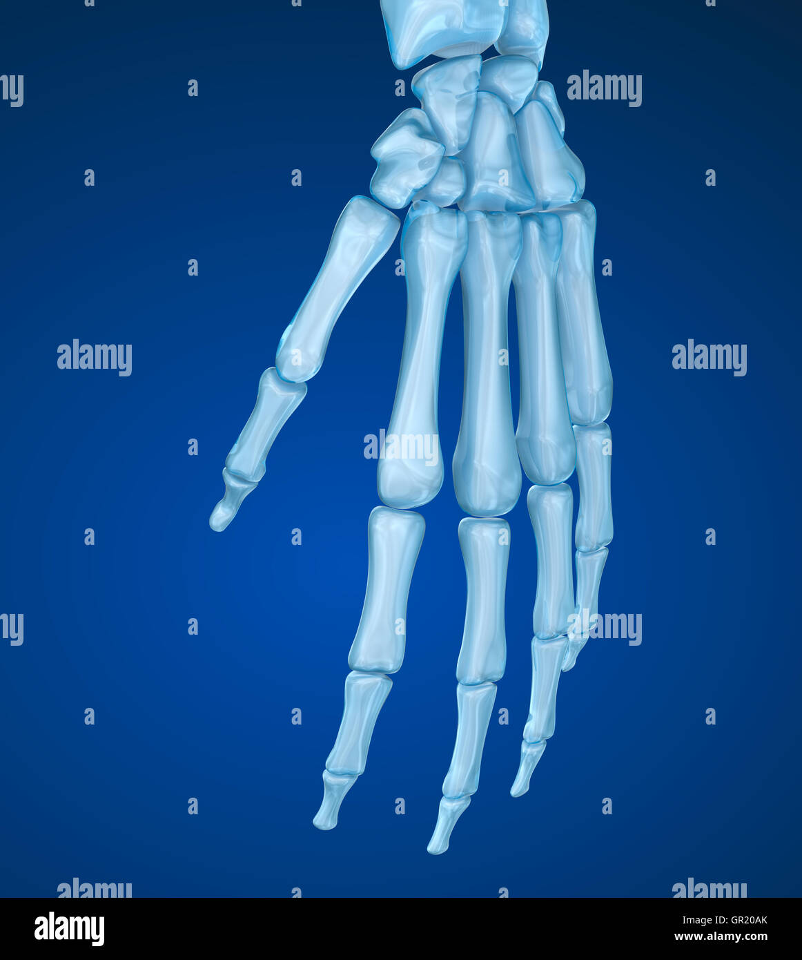 Human wrist anatomy. Medically accurate 3D illustration Stock Photo - Alamy