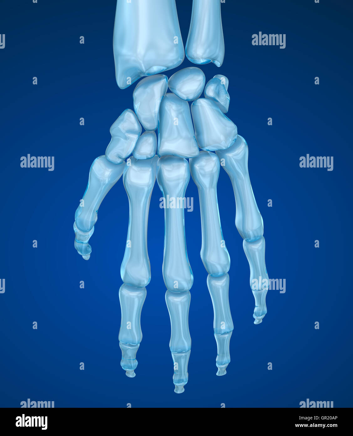 Human wrist anatomy. Medically accurate 3D illustration Stock Photo - Alamy