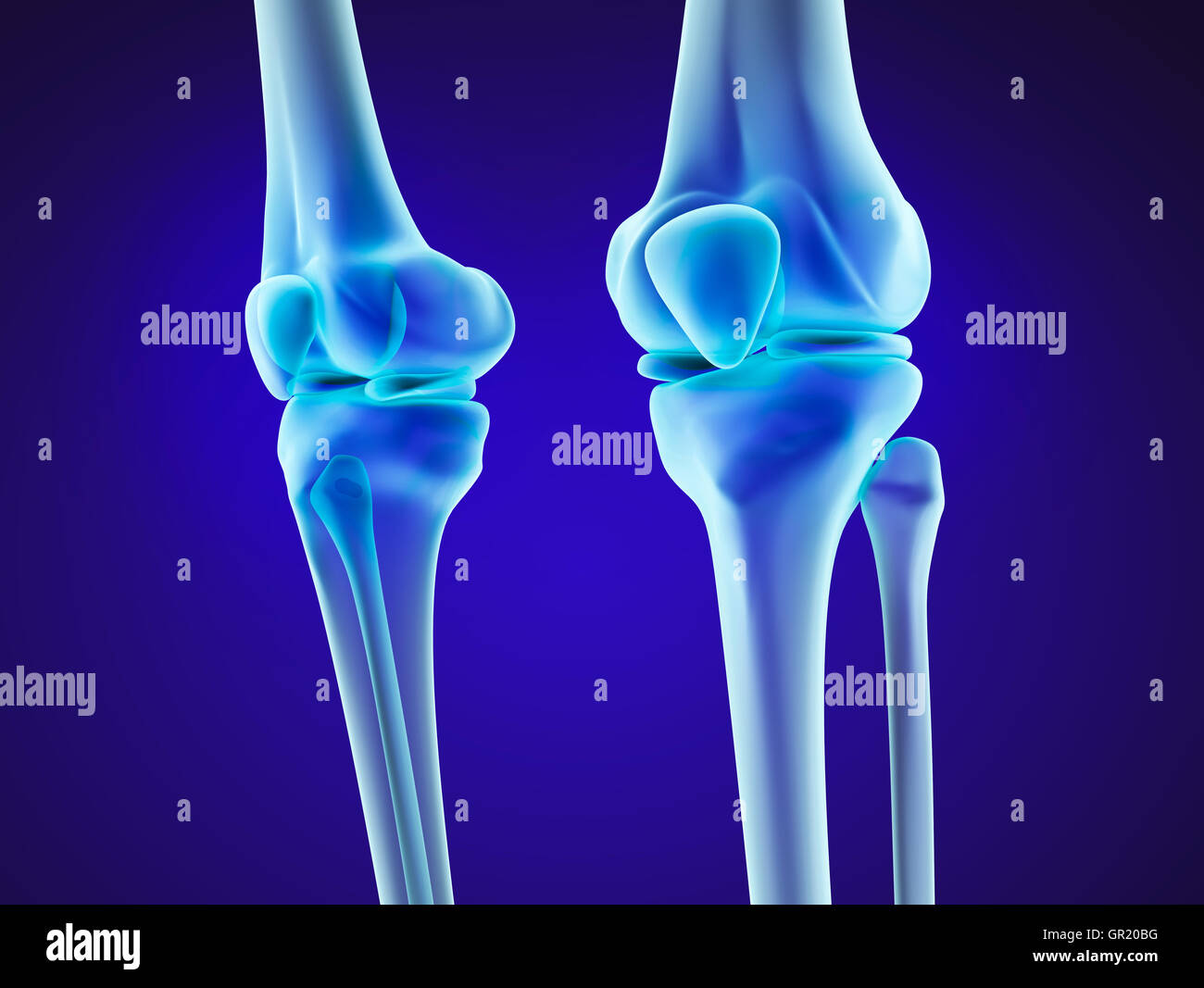 Knee anatomy. Xray view. Medically accurate 3D illustration Stock Photo ...