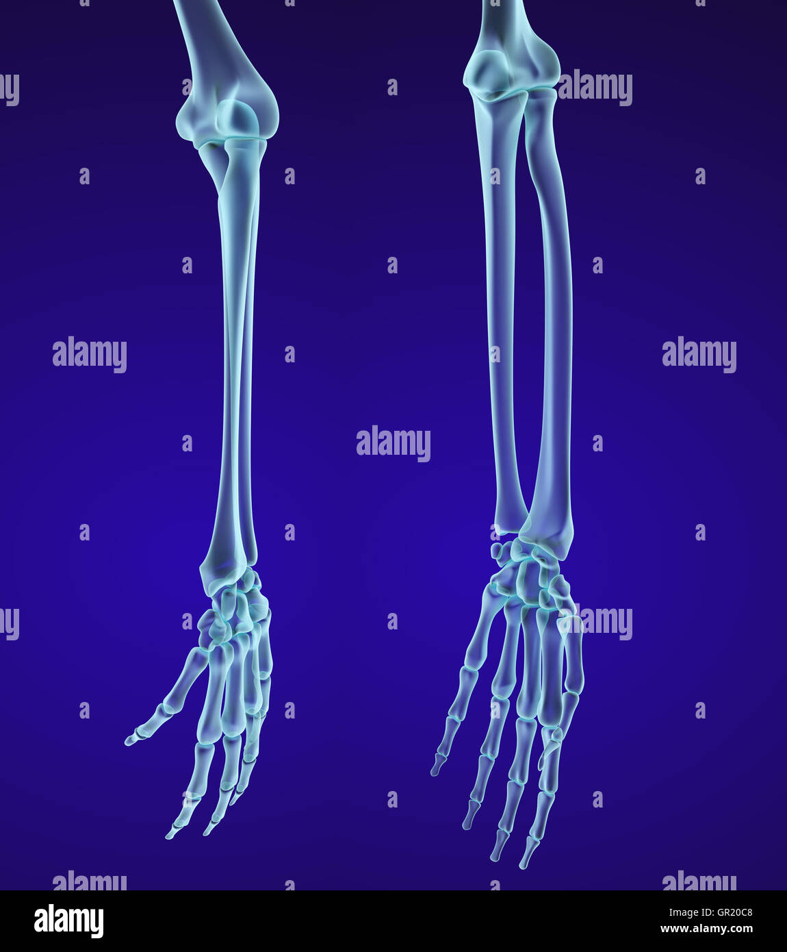 Human hand anatomy. Medically accurate 3D illustration Stock Photo - Alamy
