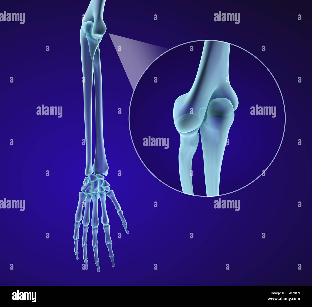 Human hand anatomy. Medically accurate 3D illustration Stock Photo - Alamy