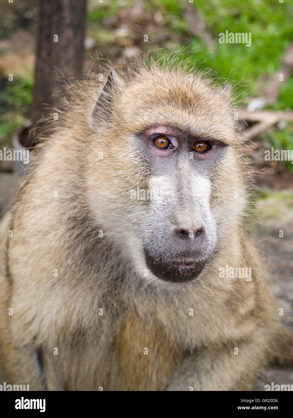 Quizzical Yellow Baboon. With eye motions a mature baboon seems to ...