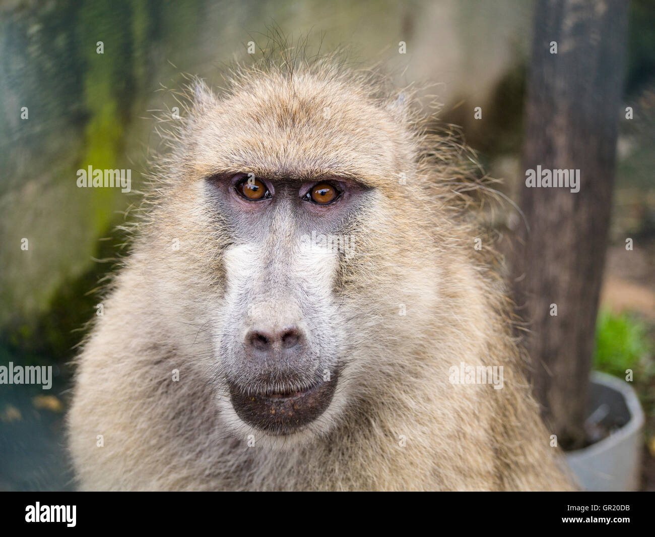 Baboon Head Stock Photos & Baboon Head Stock Images - Alamy