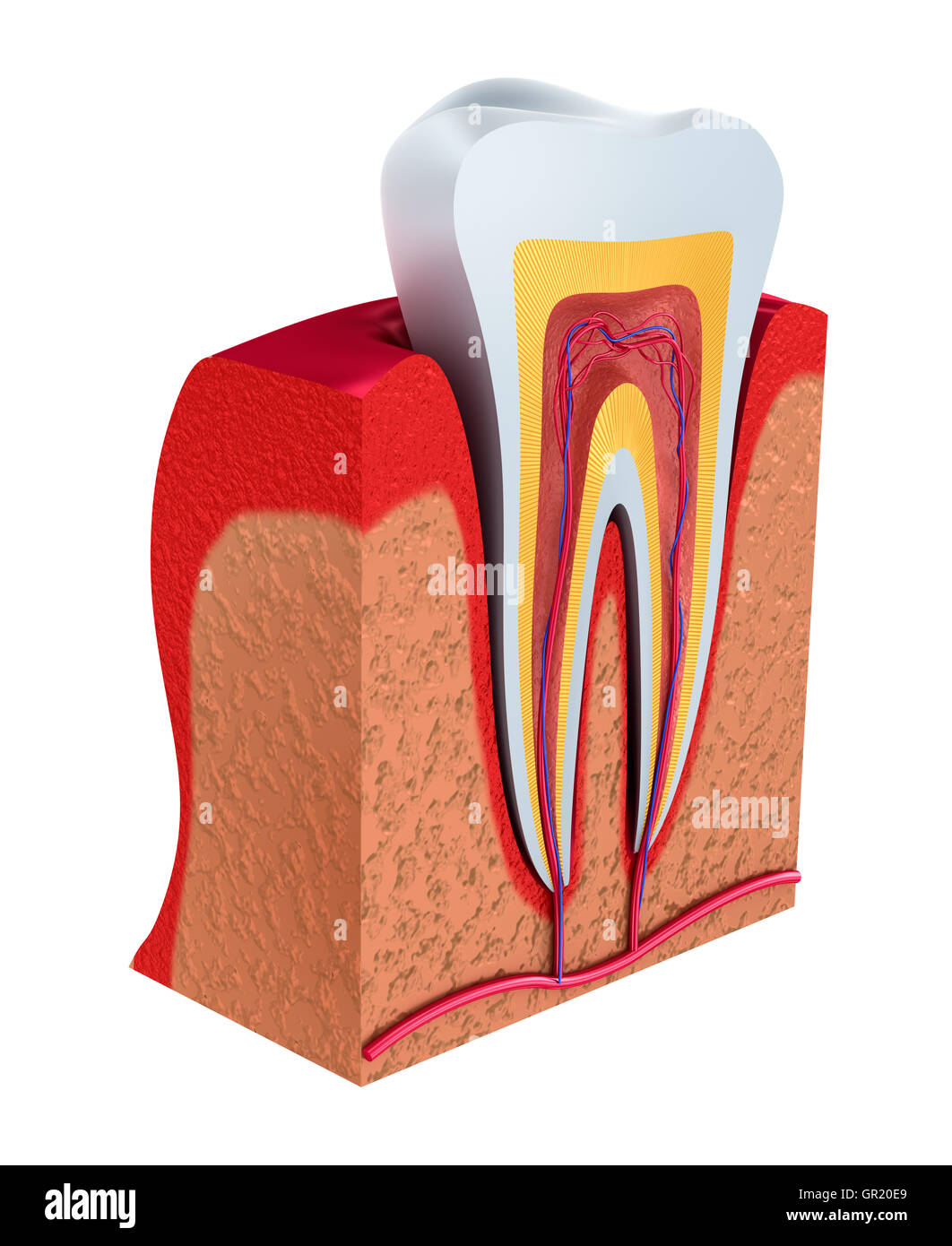 Section of the tooth. pulp with nerves and blood vessels. 3D ...