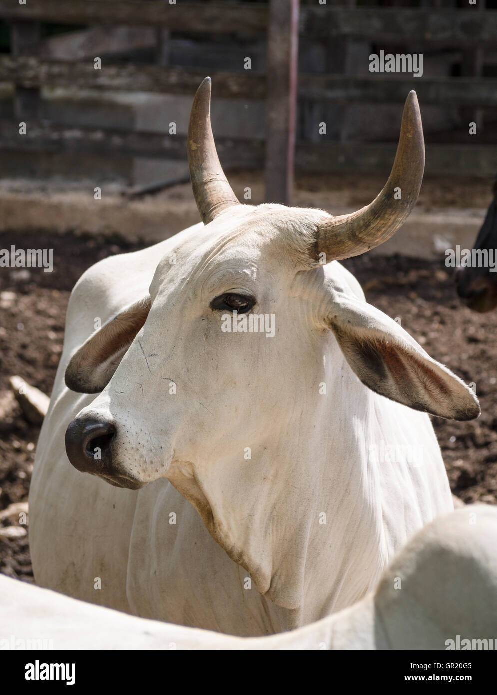 White cattle with horns hi-res stock photography and images - Alamy