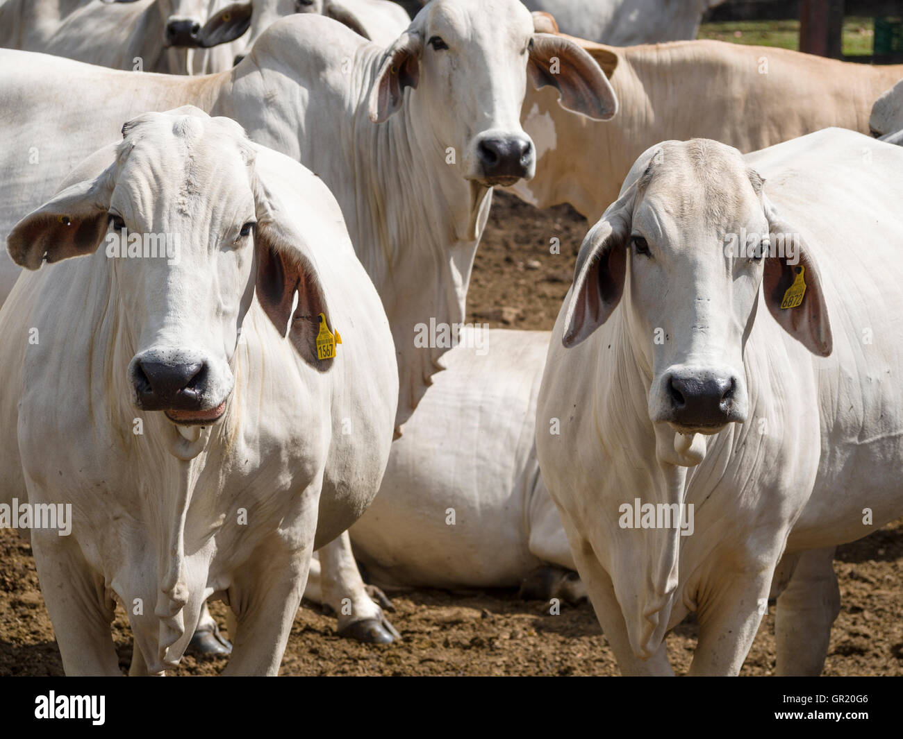 Dehorned Bramen Cattle. A group of three long eared cattle in a farmer ...