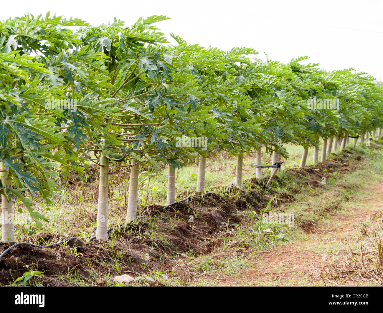 Young Papaya Tree