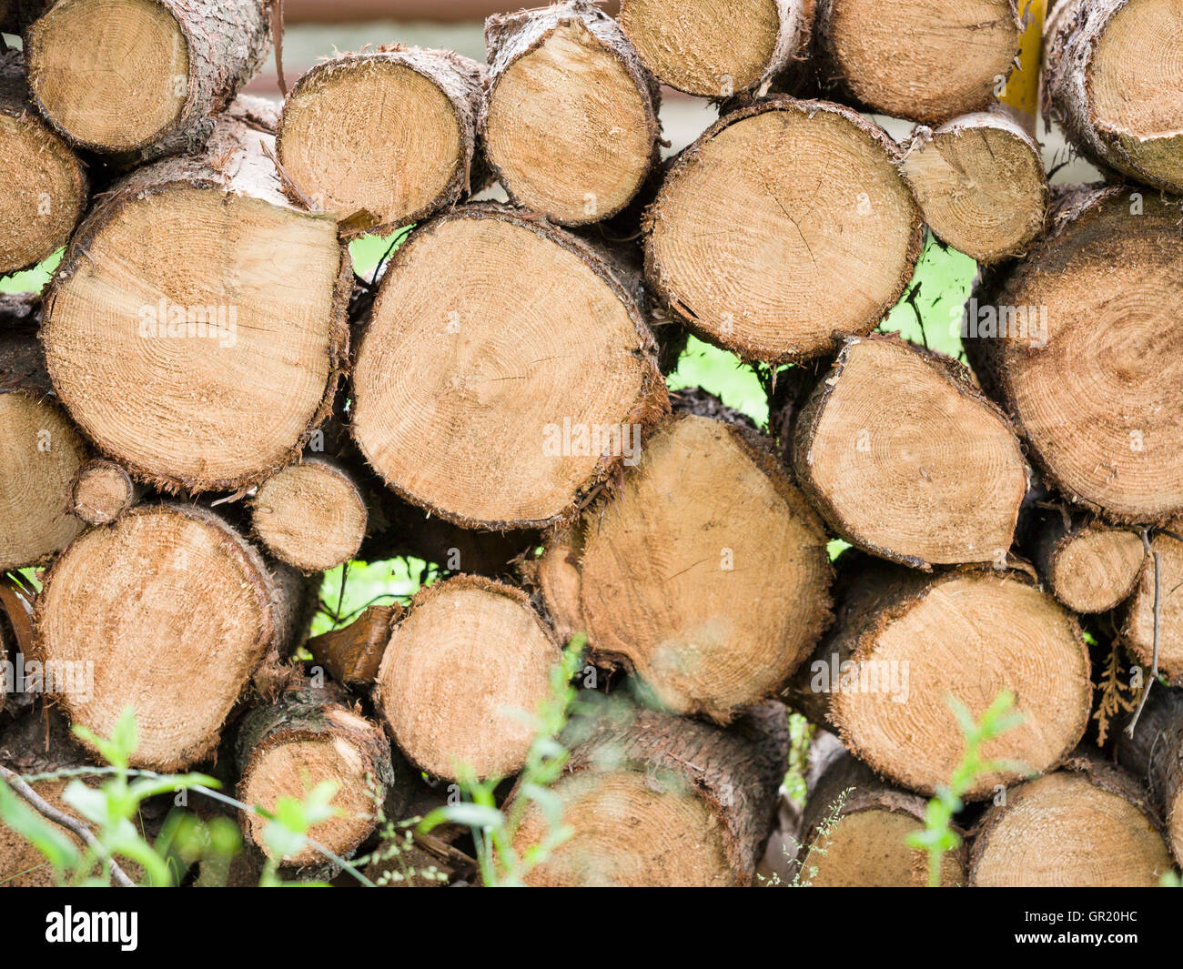 Freshly cut Firewood piled high. Logs from a freshly cut tree piled up ...