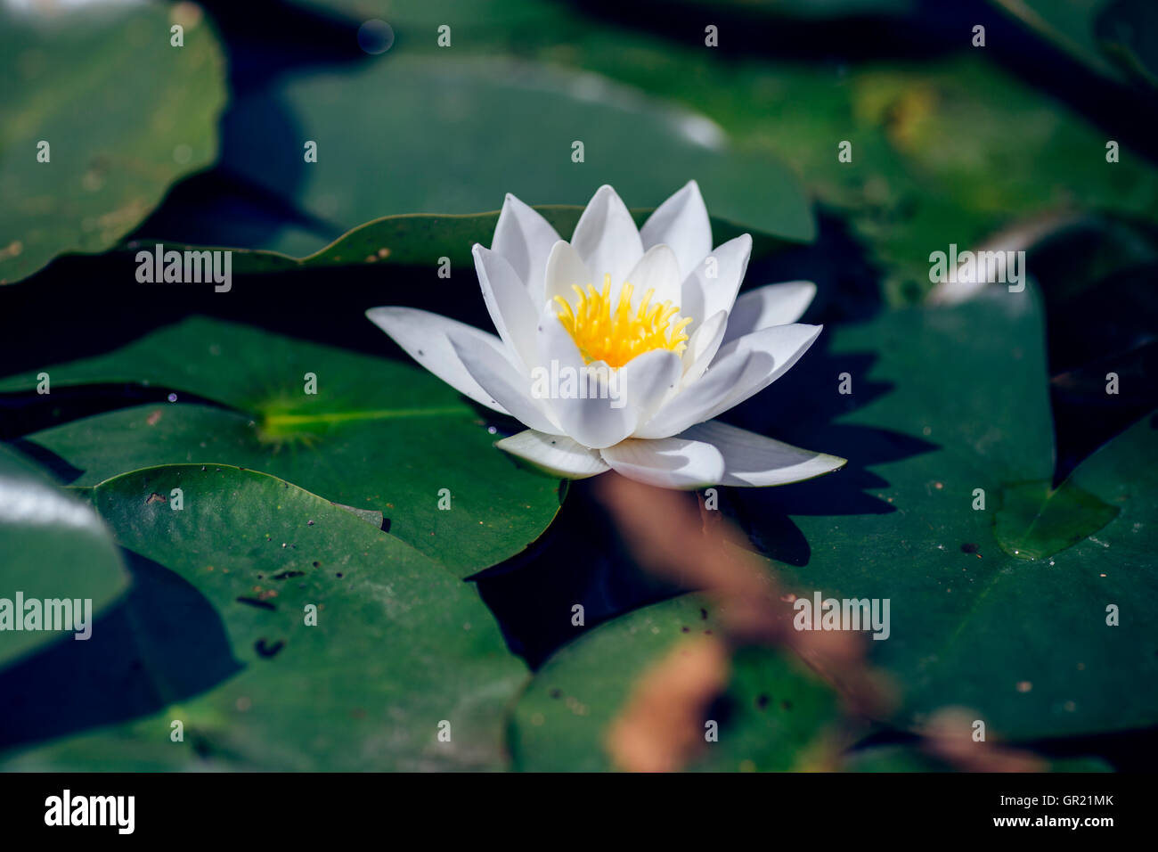 Water lily flower Stock Photo - Alamy