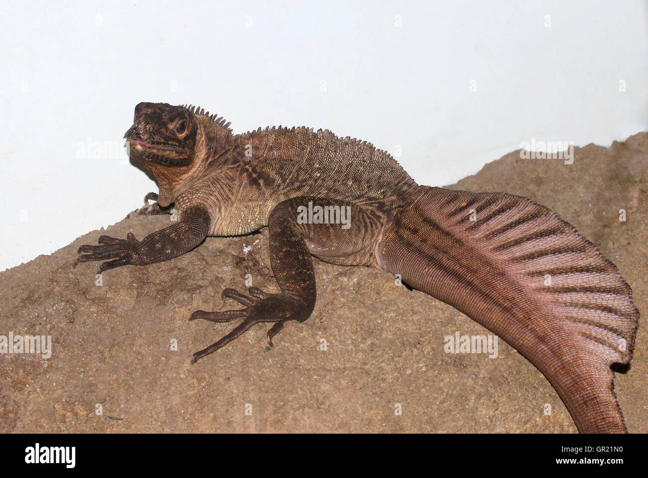 Male Philippine Sail-finned Water Dragon (Hydrosaurus pustulatus). A.k ...