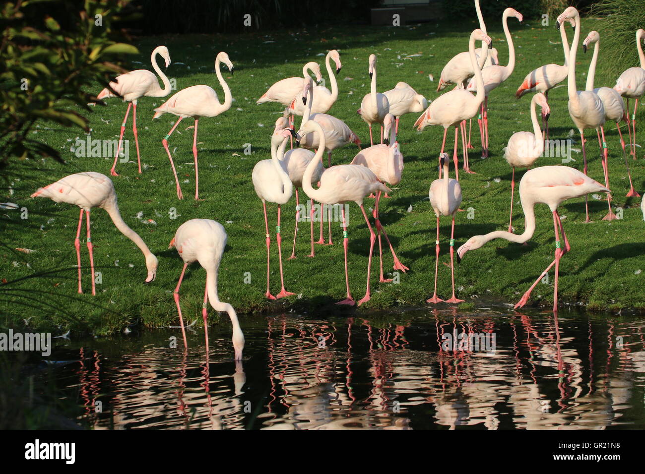 Large group of European Greater Flamingos (Phoenicopterus roseus) at ...