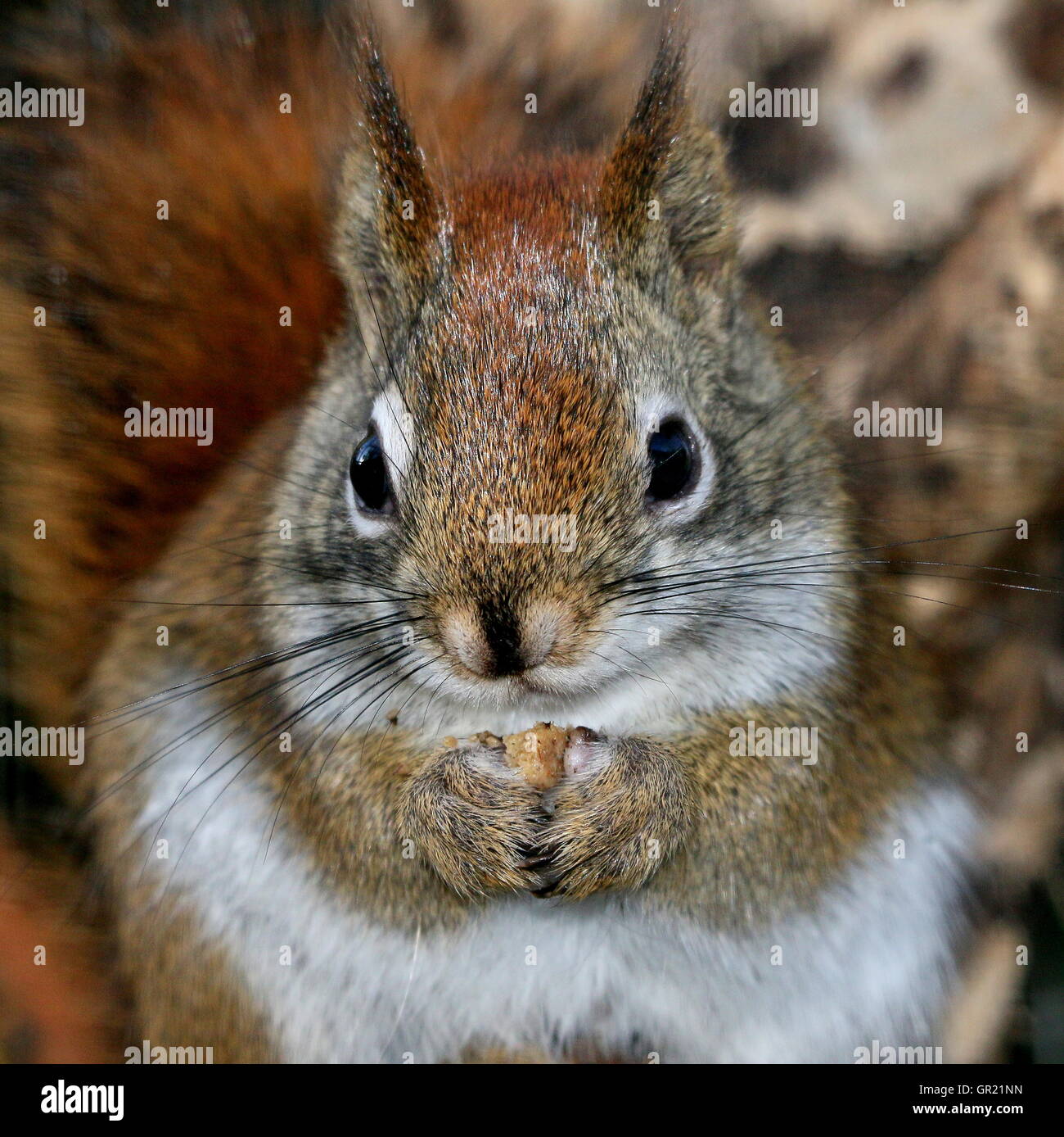 North American Red Squirrel High Resolution Stock Photography and ...