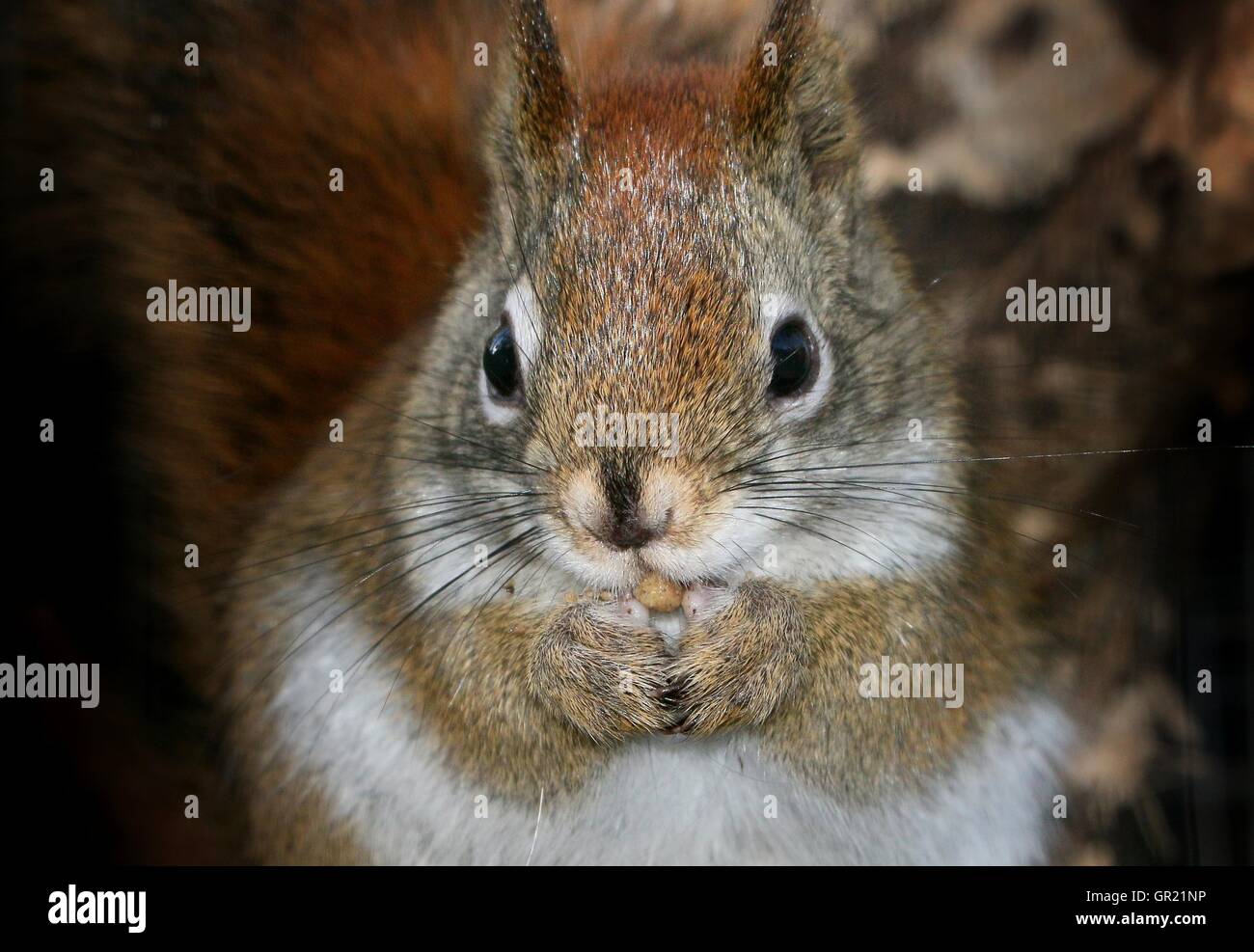 North American Red Squirrel (Tamiasciurus hudsonicus Stock Photo - Alamy
