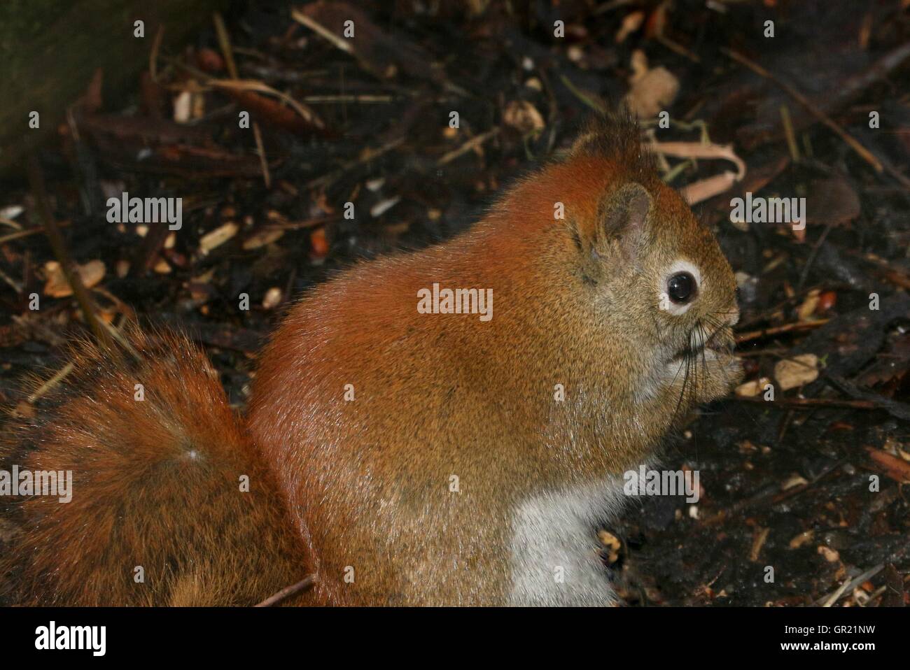 North american red squirrel hi-res stock photography and images - Alamy