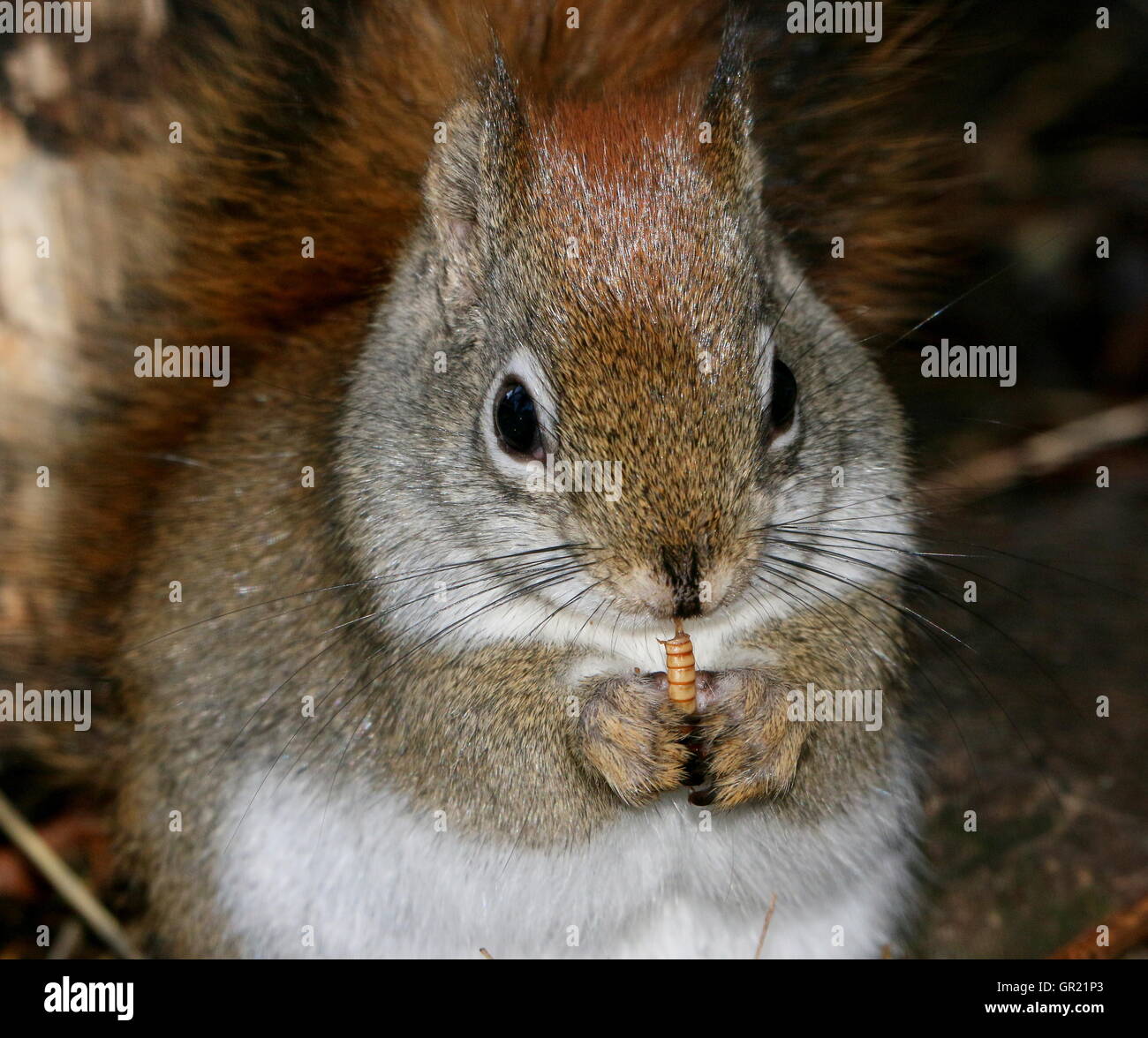 North american red squirrel hi-res stock photography and images - Alamy