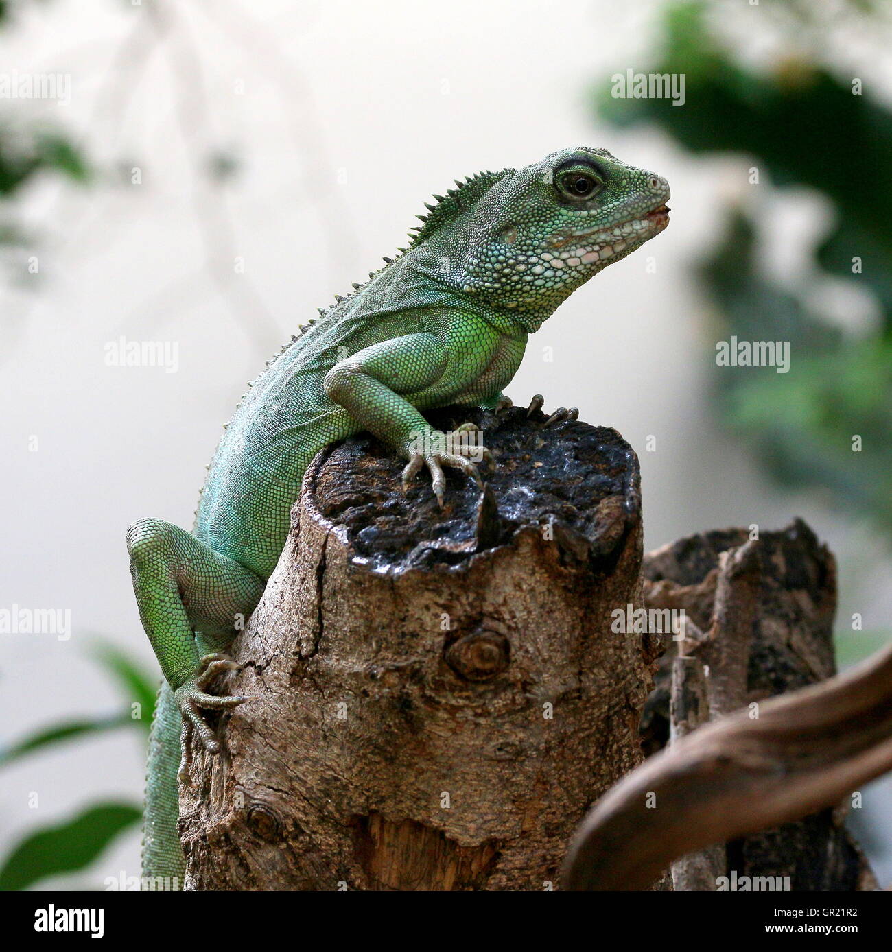 Female Chinese Water Dragon Chinese Water Dragon Keepers | Chameleon