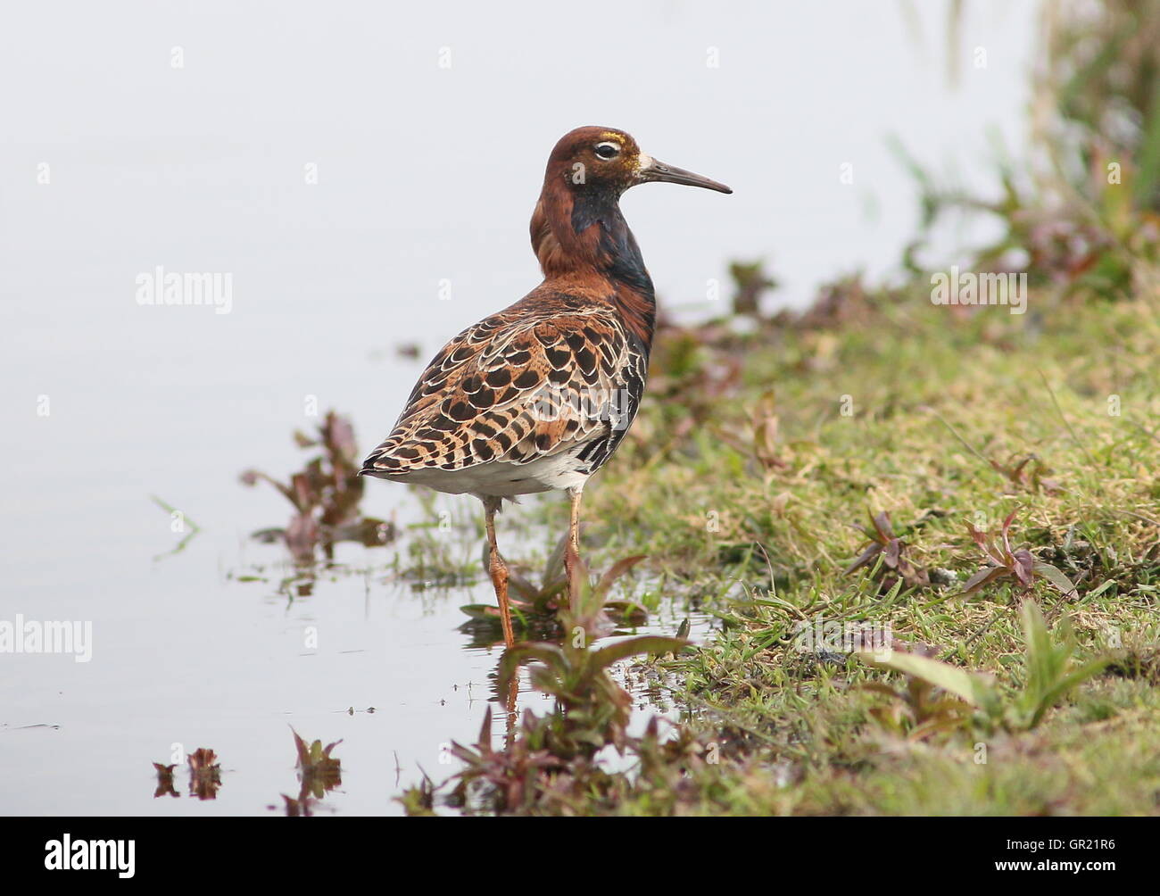 Ruff in breeding plumage hi-res stock photography and images - Alamy