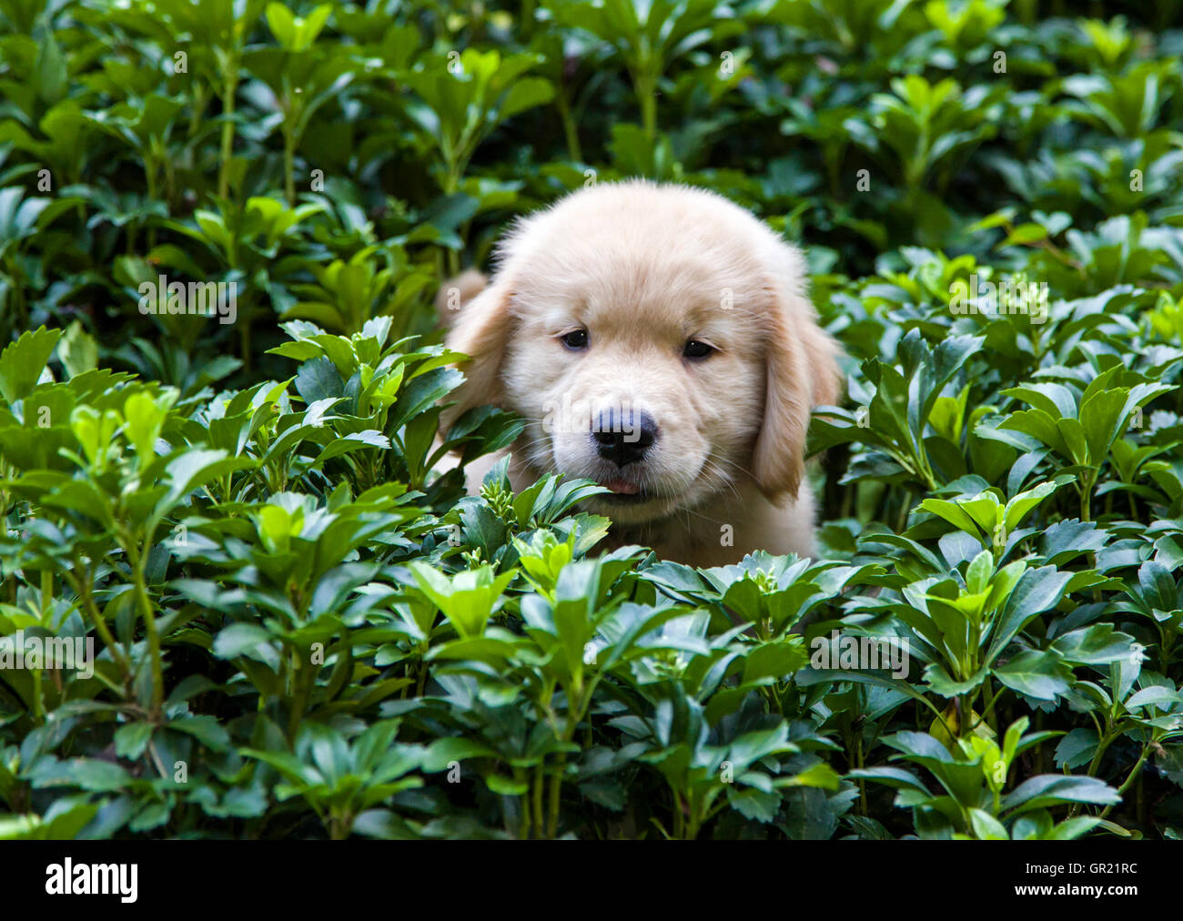 Eight week old Golden Retriever puppy playing in a pachysandra garden ...