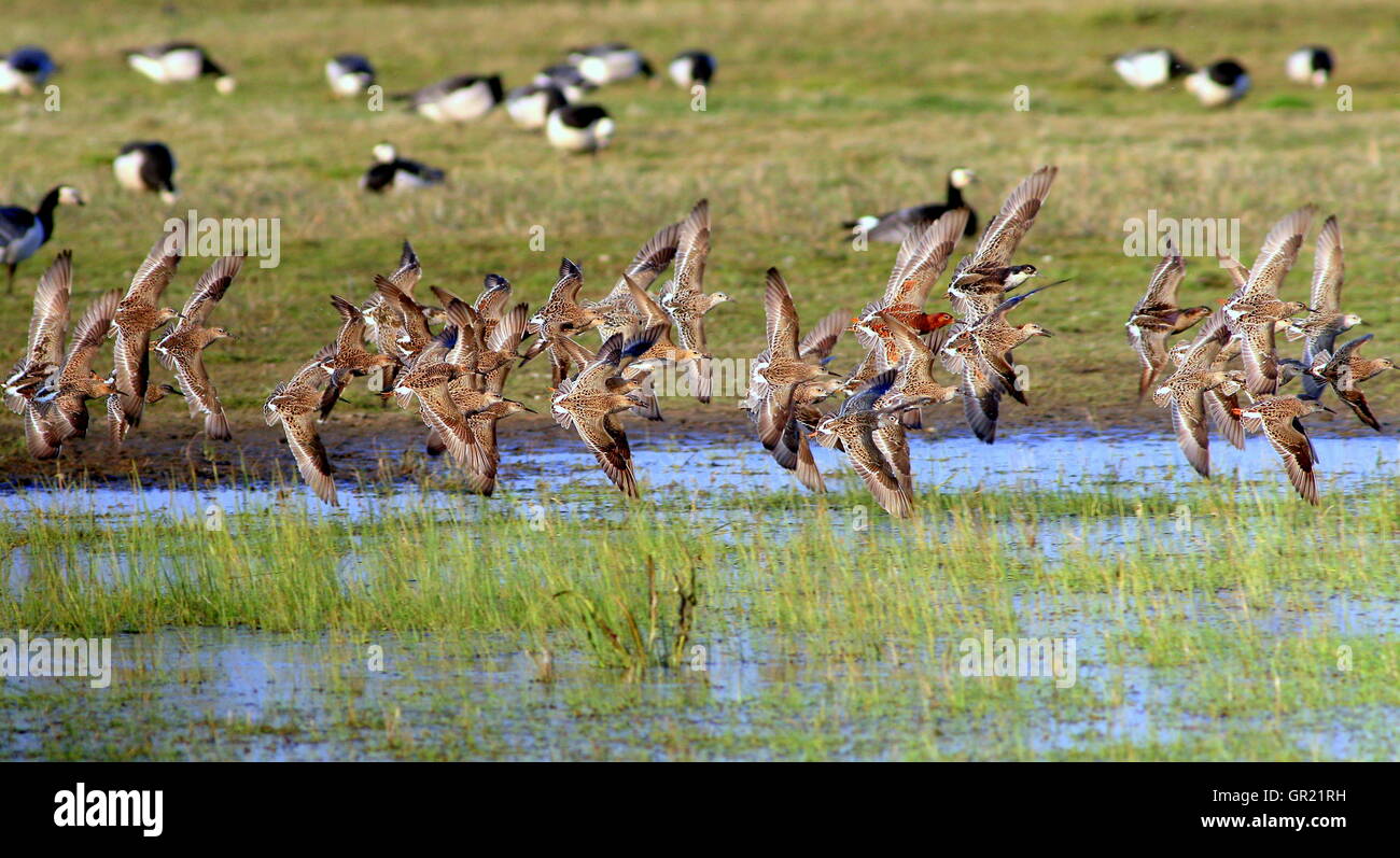 Male and female ruff bird hi-res stock photography and images - Alamy