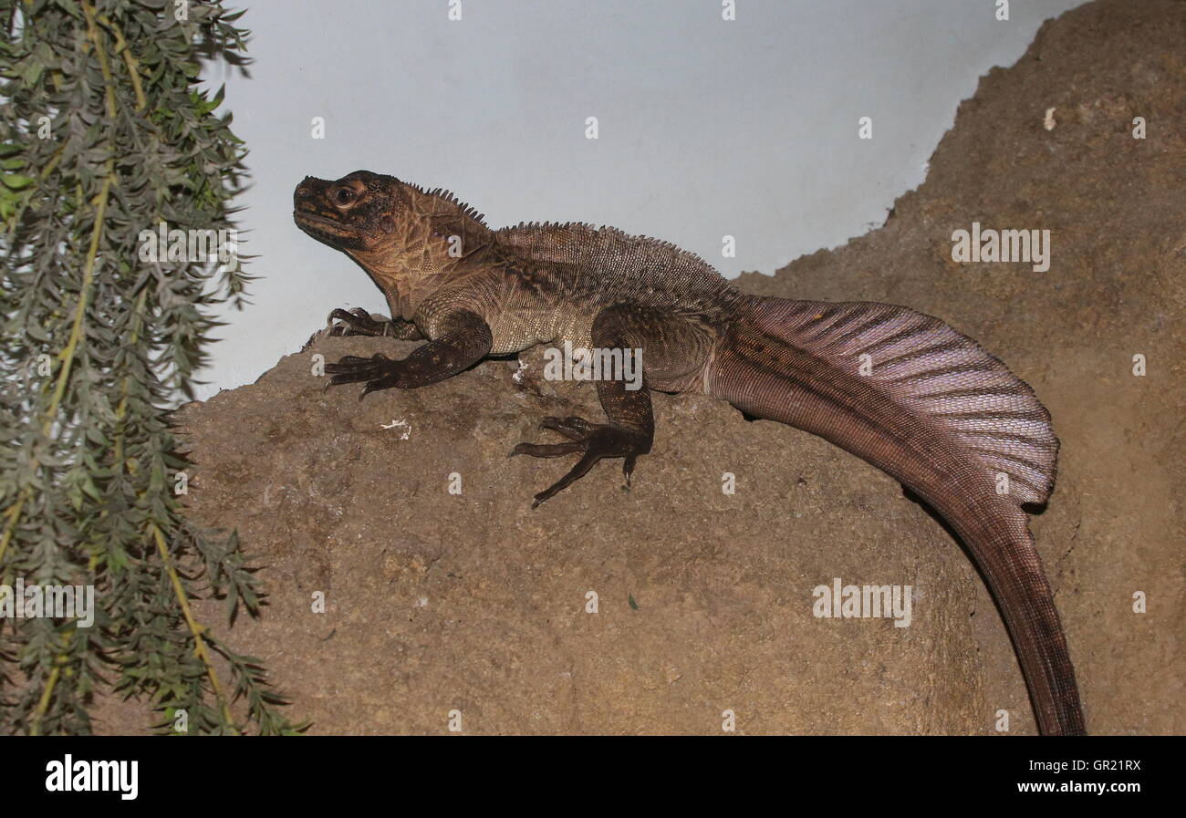 Philippine Sail-finned Water Dragon (Hydrosaurus pustulatus). A.k.a ...