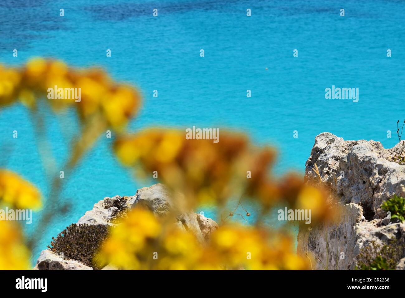 Beautiful and colorful flowers with butterflies near the sea Stock ...