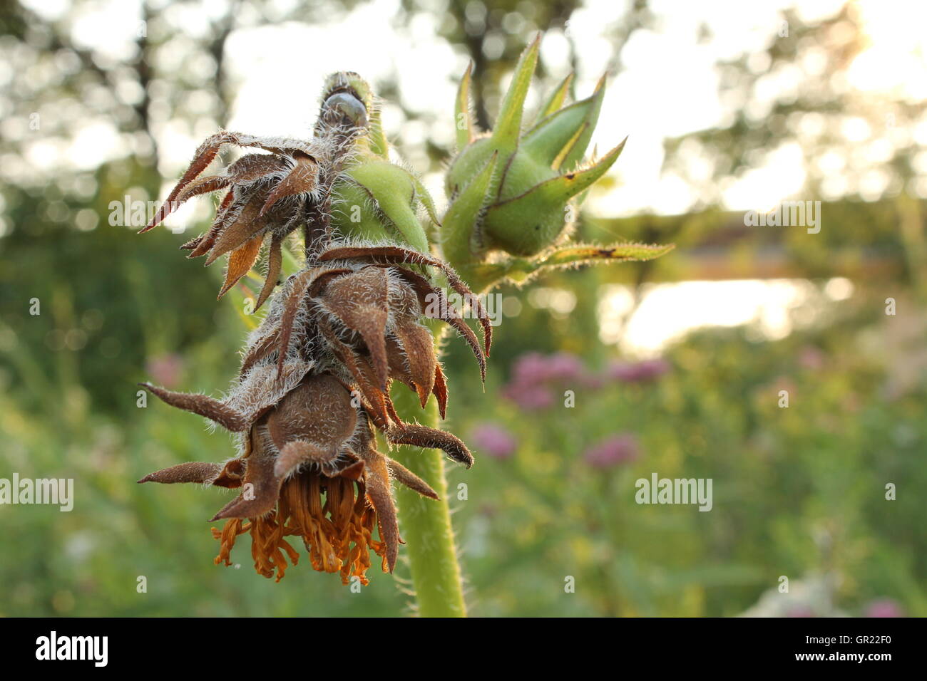 Shrivel shriveled hi-res stock photography and images - Alamy