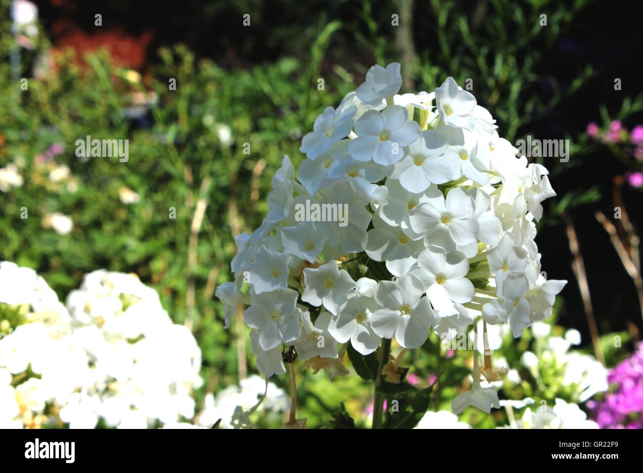 A bloom of white flowers in a prairie preserve in Chicago, IL Stock ...