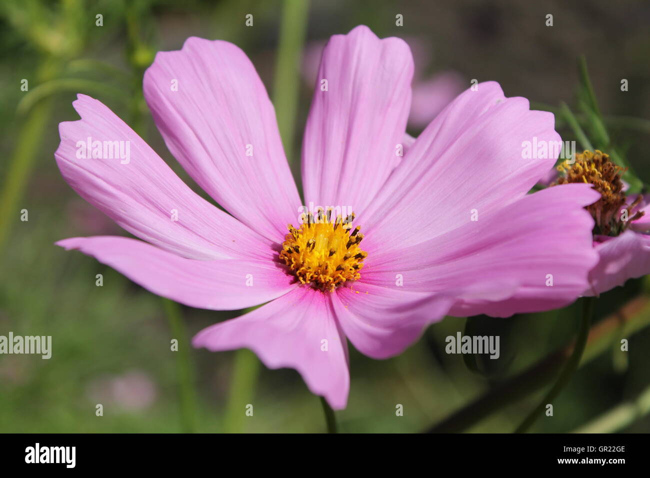 Illinois prairie wildflowers hi-res stock photography and images - Alamy