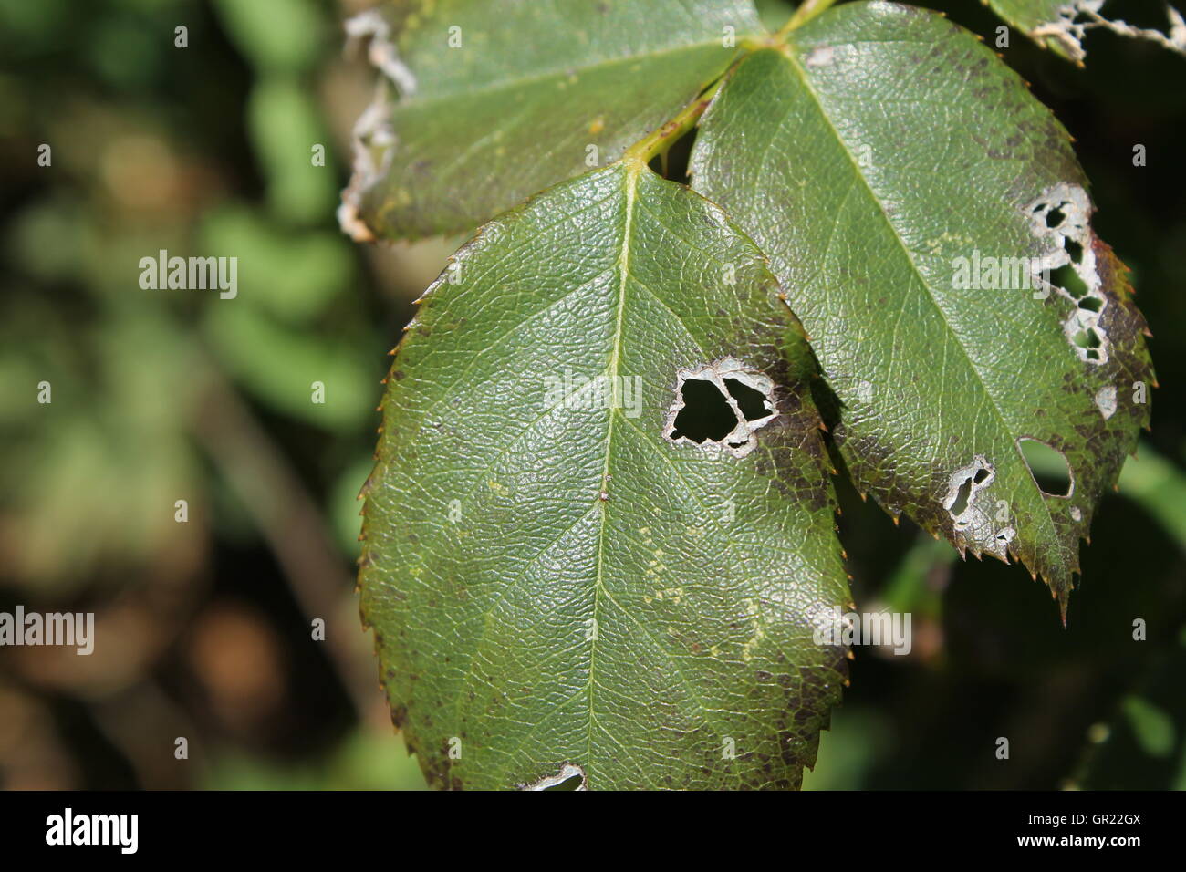 A closeup of a leaf chewed up by bugs Stock Photo - Alamy