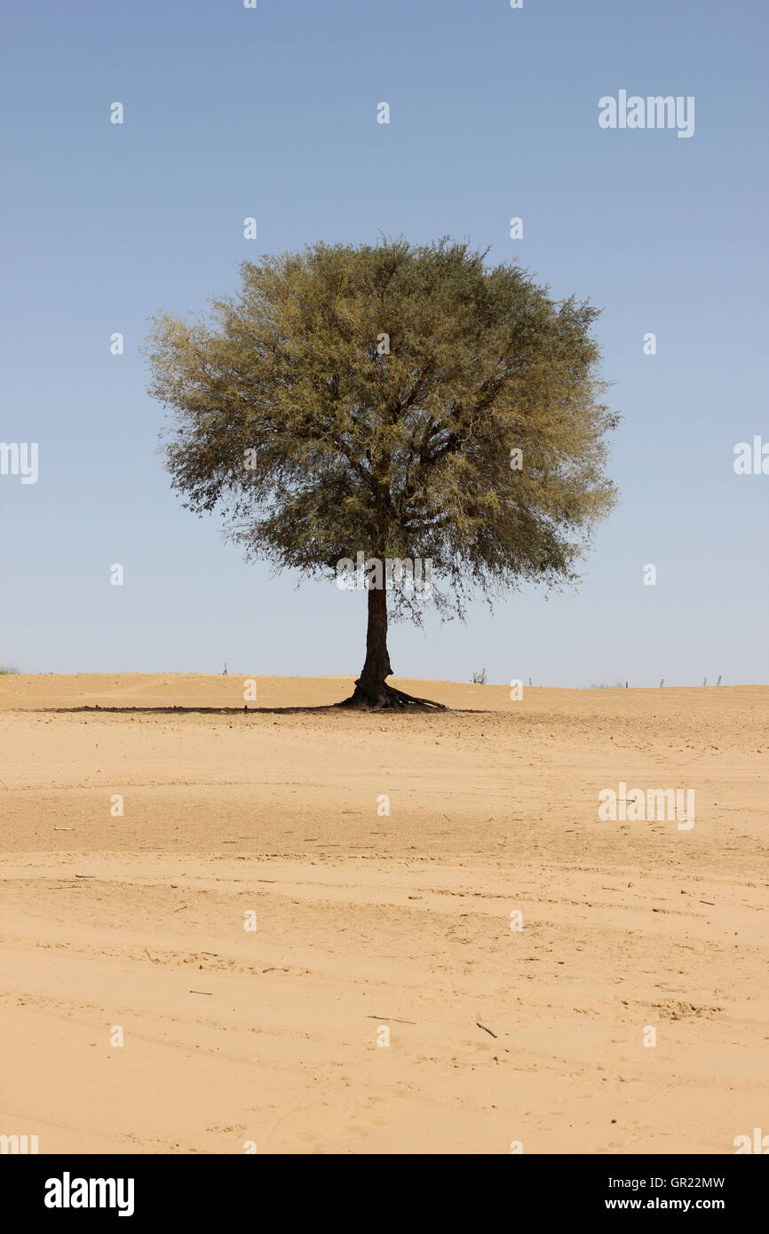 India desert tree hi-res stock photography and images - Alamy