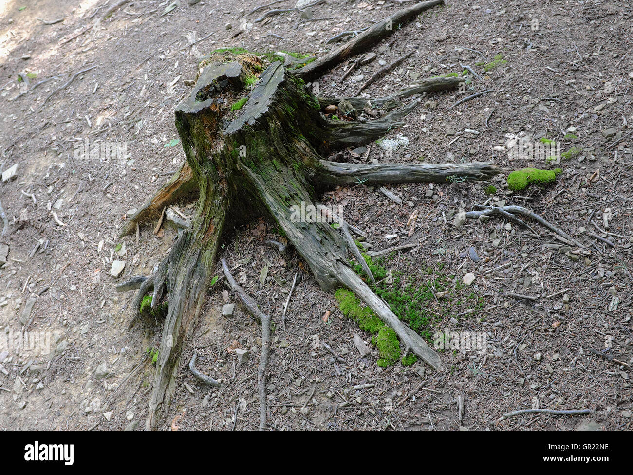 old stump with roots Stock Photo - Alamy