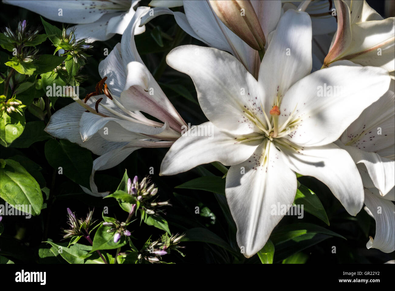 Lily in garden hi-res stock photography and images - Alamy