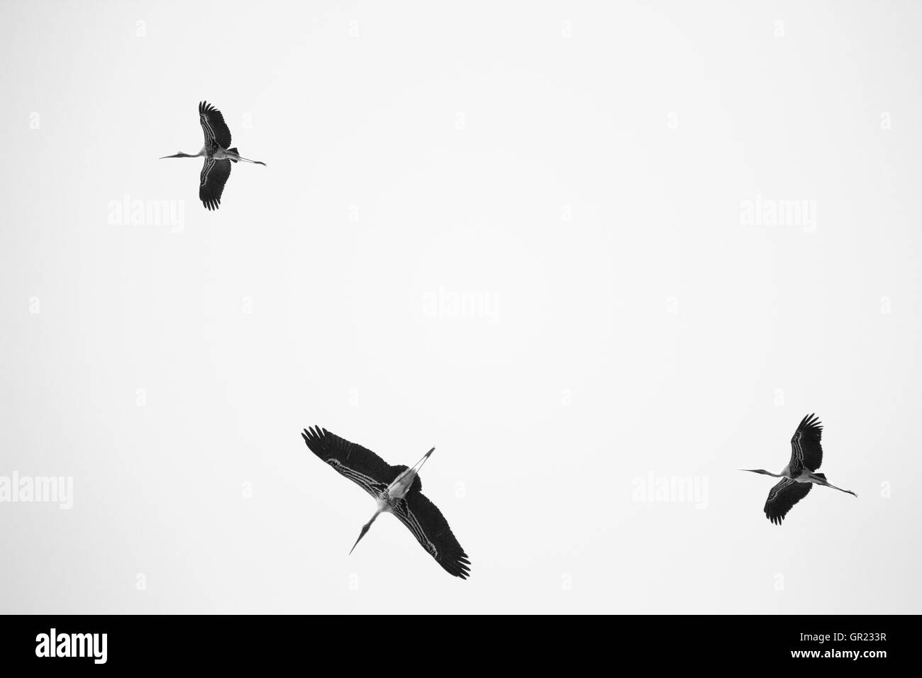 Painted bird Black and White Stock Photos & Images - Alamy