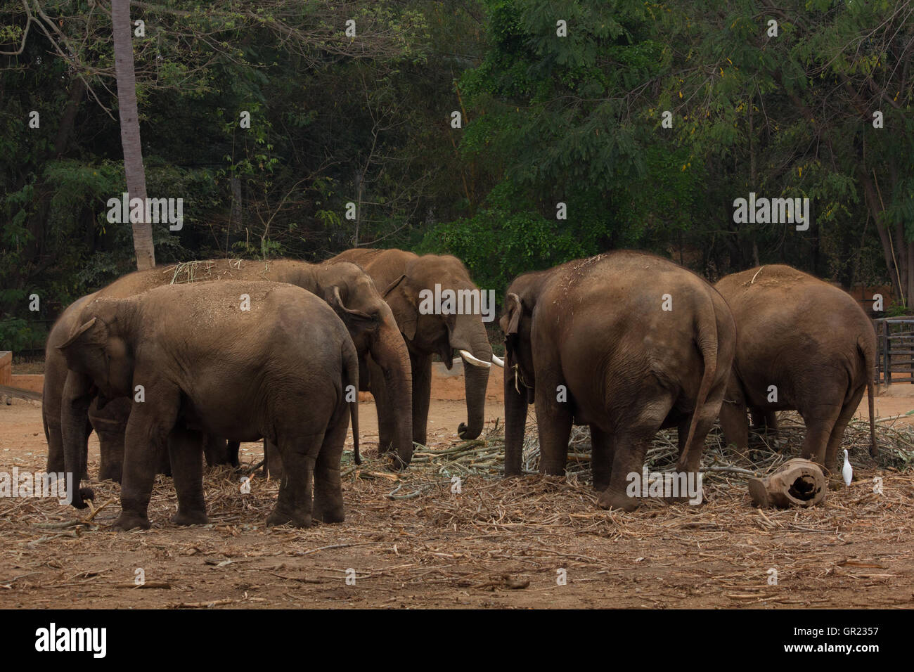 Wild Indian elephant family Stock Photo - Alamy