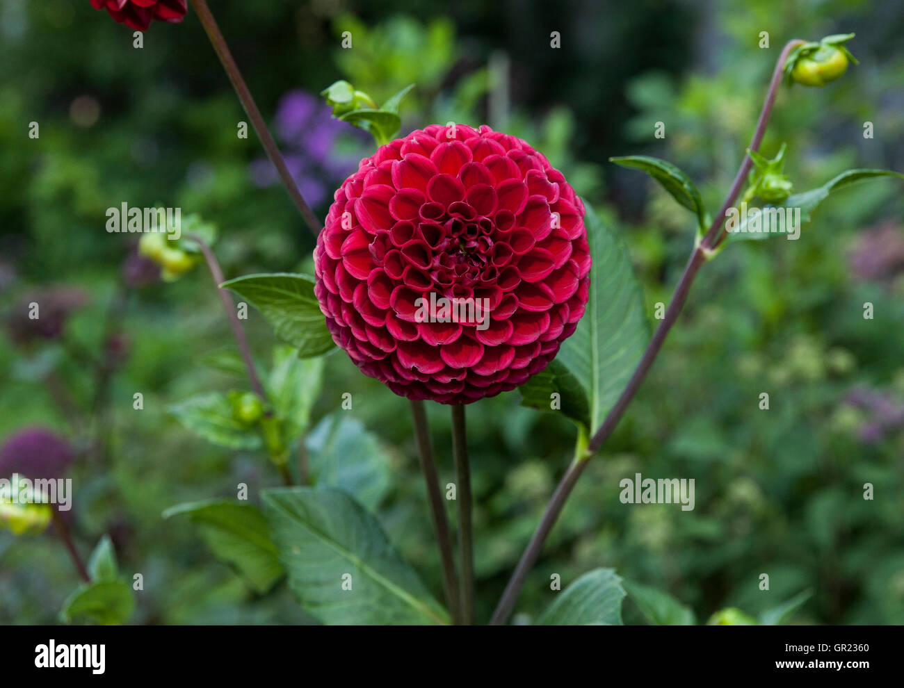 Blooming dalia flower Stock Photo - Alamy