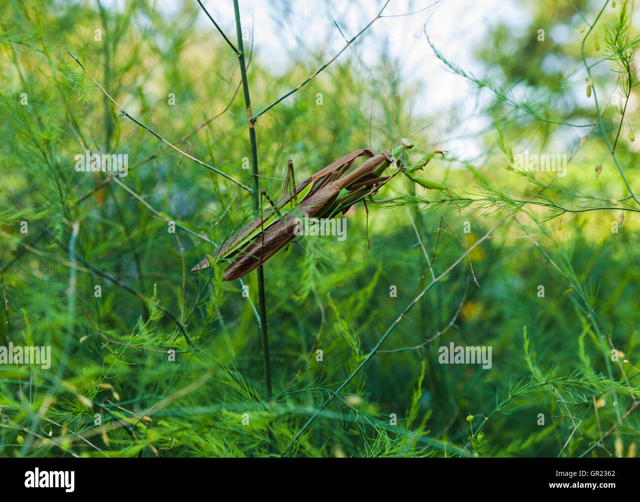 Mantis mating hi-res stock photography and images - Alamy