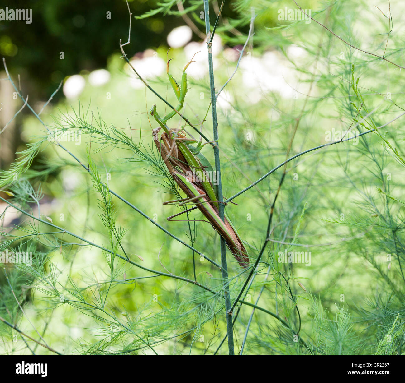 Praying mantis mating: two males mating with one female on asparagus ...