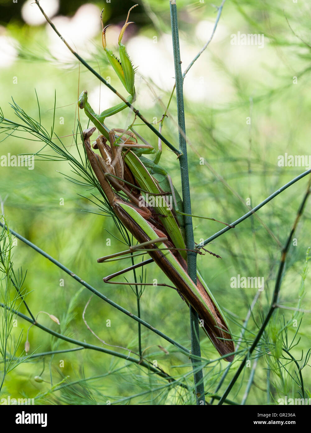 Praying mantis mating: two males mating with one female on asparagus ...