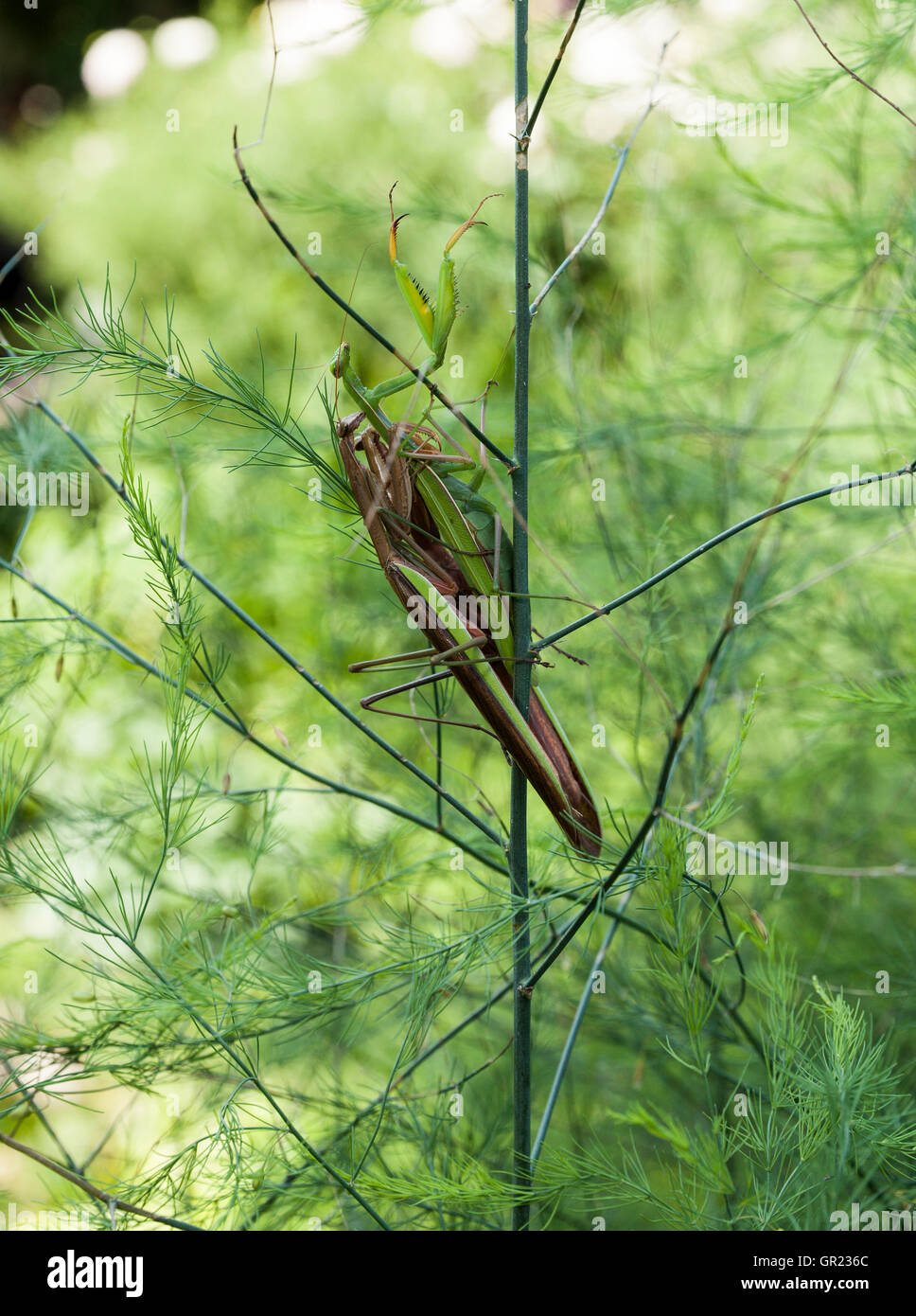 Praying mantis mating: two males mating with one female on asparagus ...