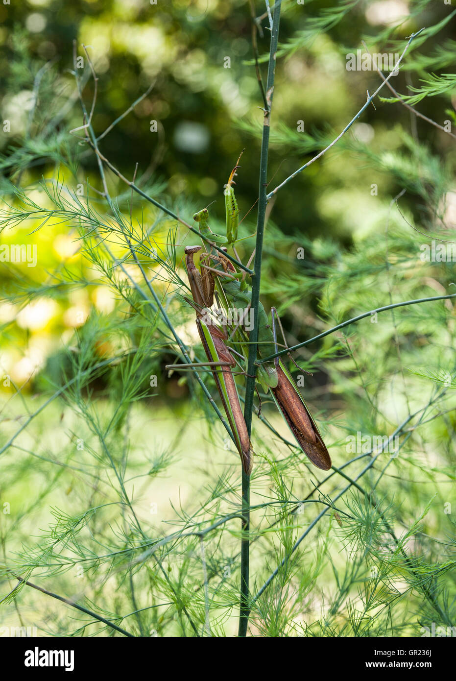 Praying mantis mating: two males mating with one female on asparagus ...