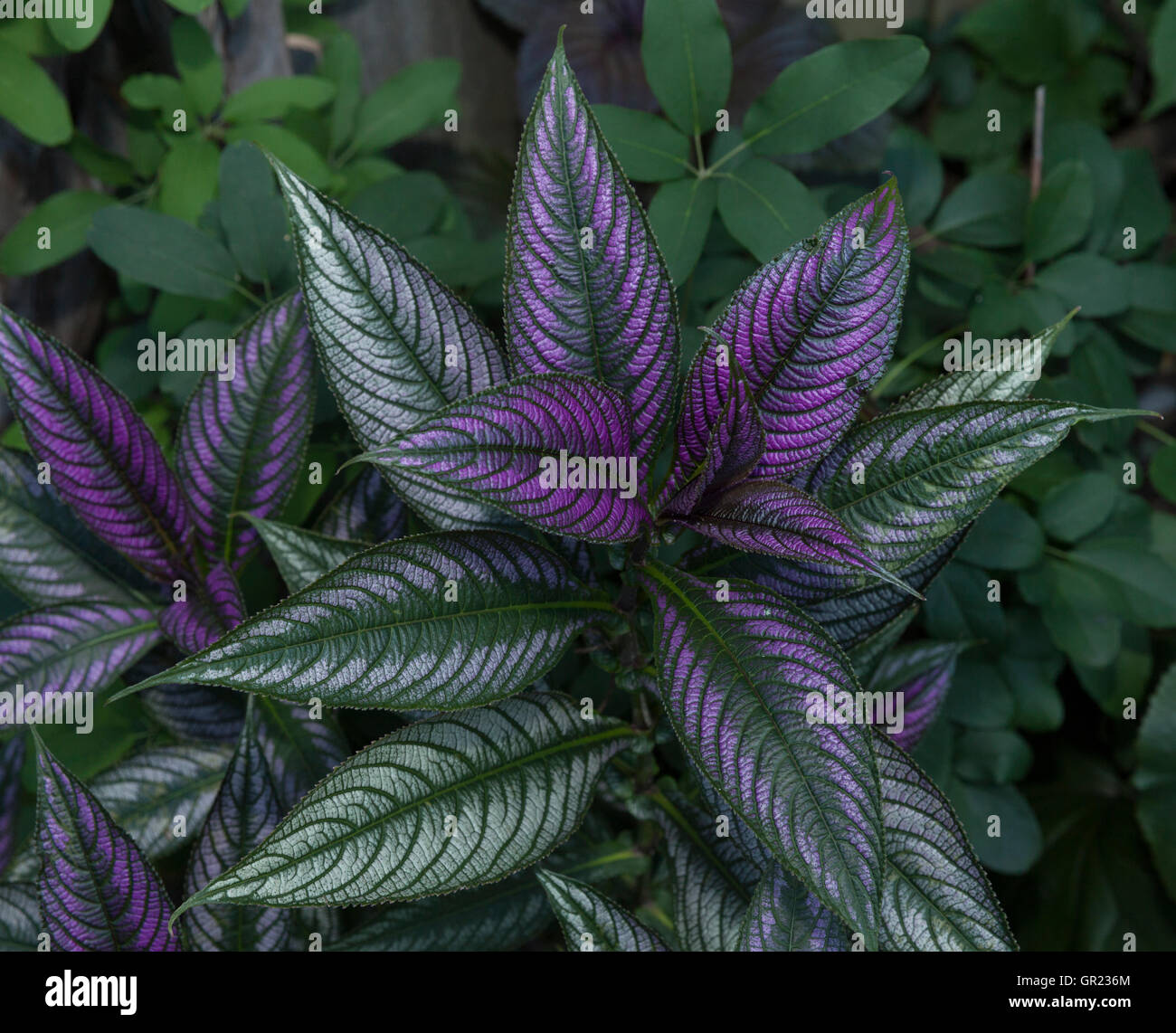 Persian Shield (Strobilanthes dyerianus) plant Stock Photo - Alamy